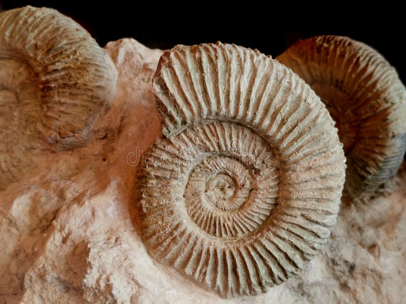 Ammonite fossil texture stock image. Image of nature - 314024505