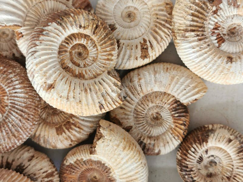 Ammonite fossil texture stock photo. Image of closeup - 314024560