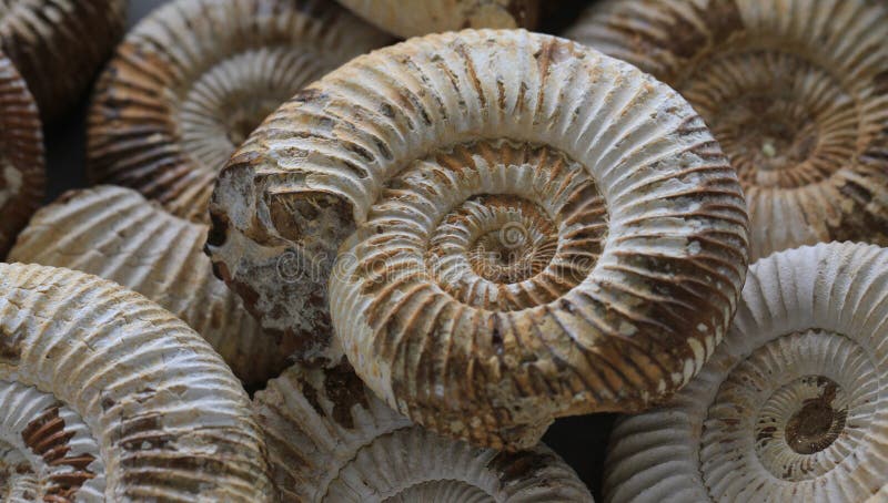 Ammonite fossil texture stock image. Image of detail - 317150443