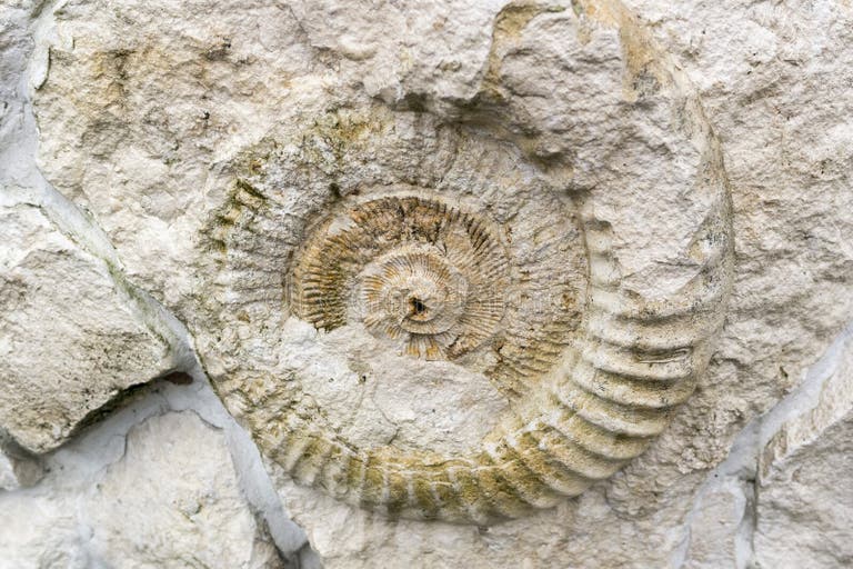 Ammonite Walls Egypt Stock Photos - Free & Royalty-Free Stock Photos ...