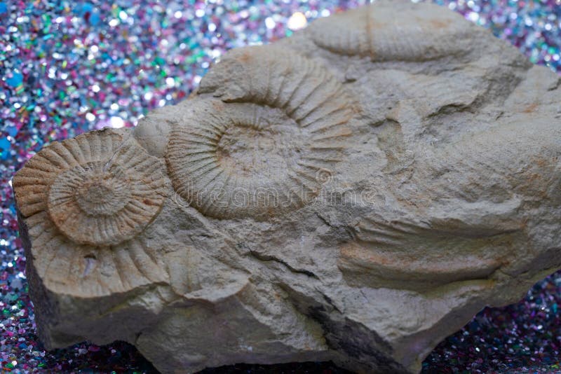 The Ammonites Ammonoidea are an Extinct Subgroup of Cephalopods ...