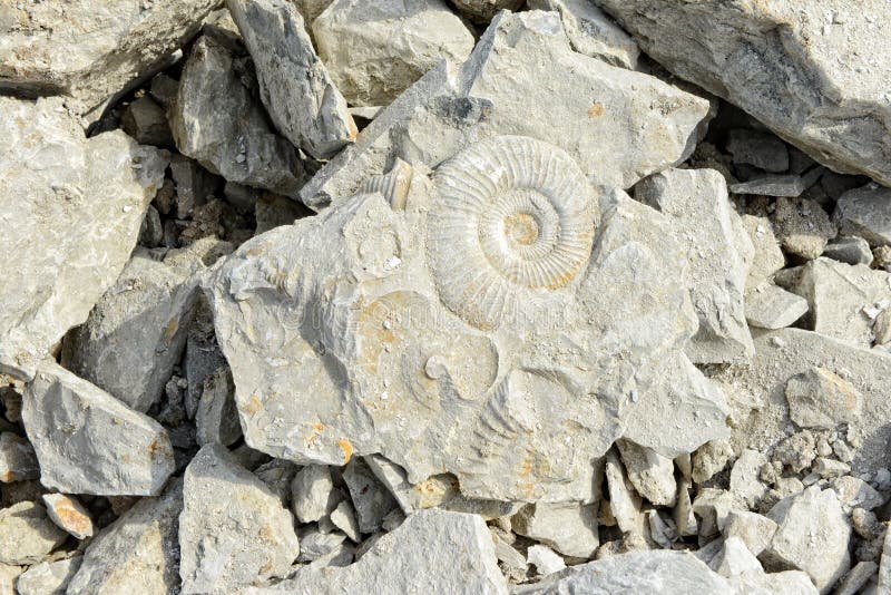 Ammonite Fossils in Limestone Stock Image - Image of nature, limestone ...