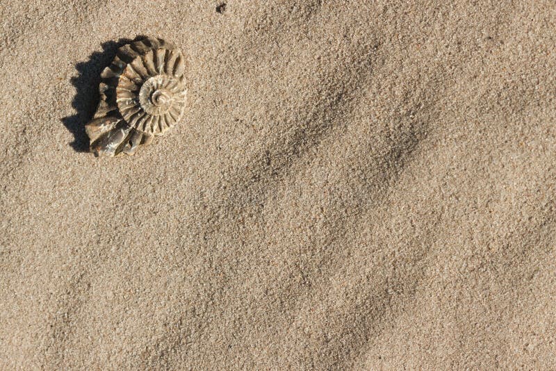 Ammonite fragment on sand stock image. Image of mineral - 27342775