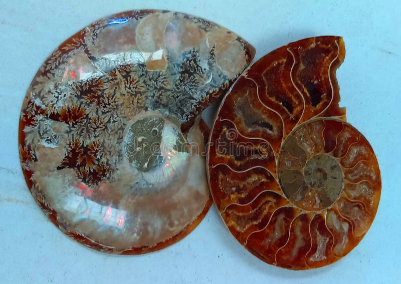 Ammolite Gemstones Stock Photos - Free & Royalty-Free Stock Photos from ...