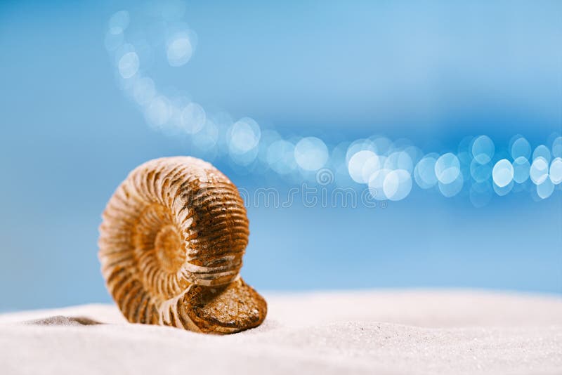 Blue Ammonite Fossils stock photo. Image of shell, fractal - 119445428
