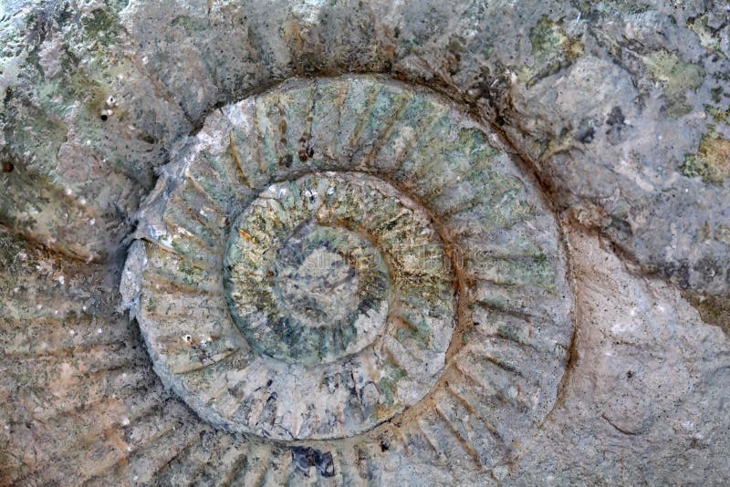 Ammonite stock photo. Image of geoscience, ammonite, pangaea - 52669938