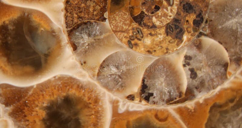 Ammonite Petrification Pyritized Stock Video - Video of fossils, shell ...