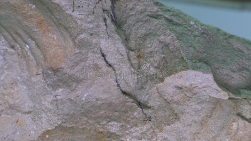 Ammonite is a Petrified Squid Stock Video - Video of marine, squid ...