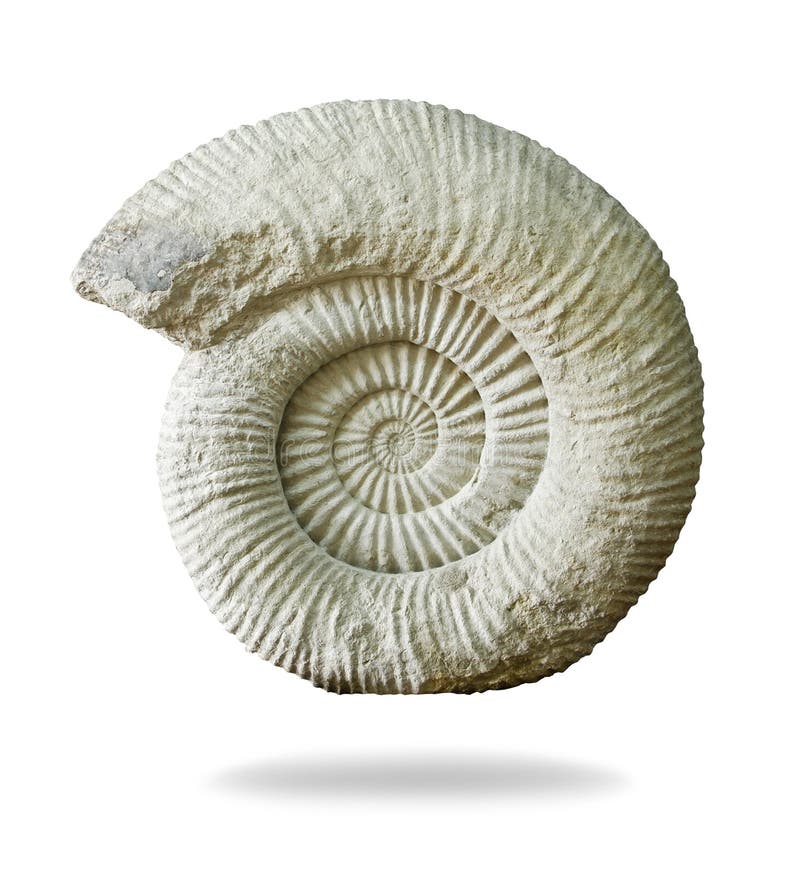 Ammonite Prehistoric Fossil On White Background. Stock Photo - Image of ...