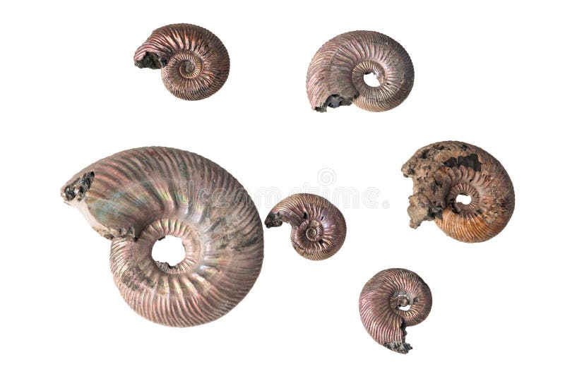 Ammonite shell stock photo. Image of fossils, geological - 148974898