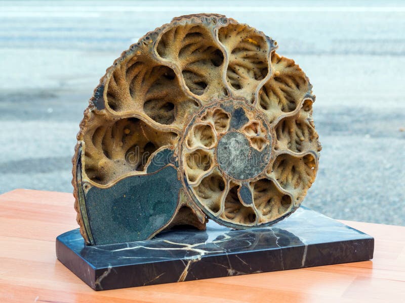 Ammonite shell in section stock image. Image of close - 76065137