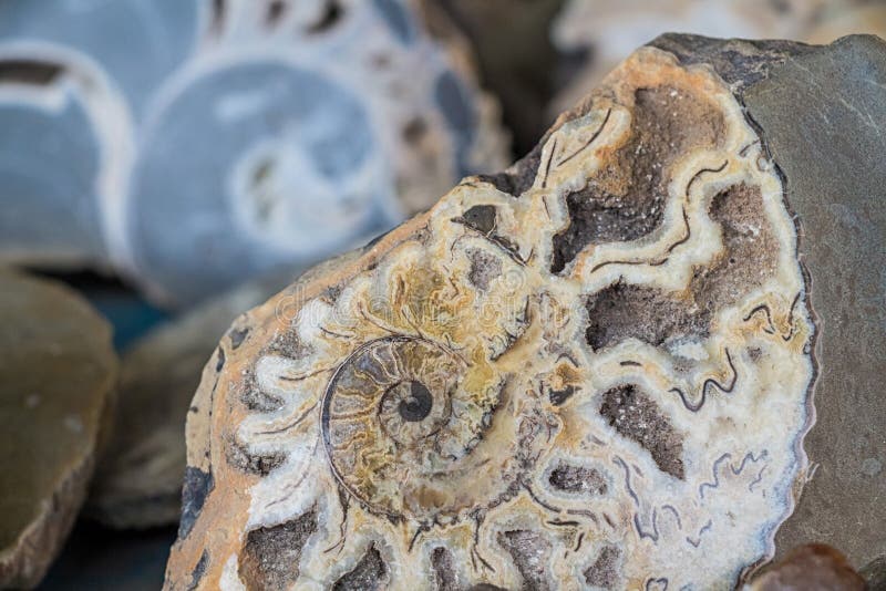 Ammonite Shell Viewed in Section Stock Image - Image of background ...