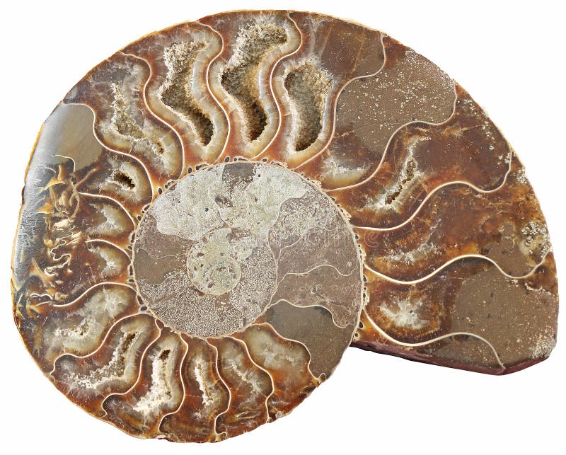 Ammonite Fossil stock image. Image of natural, mineral - 21717733