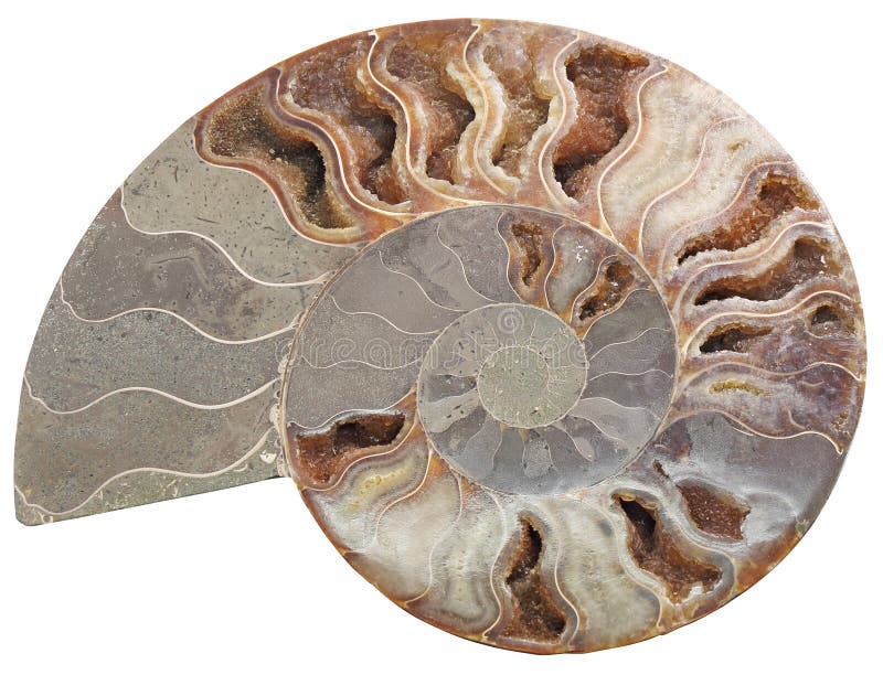 Ammonite stone stock image. Image of natural, extinct - 31584445