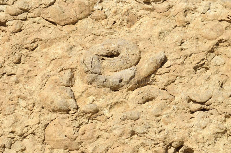 The Ammonite Wall stock photo. Image of wall, desert - 87370646