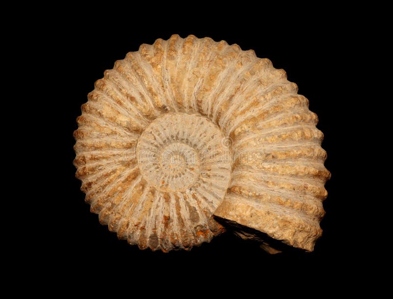 Ammonites stock photo. Image of shell, paleontology, prehistory - 14603606