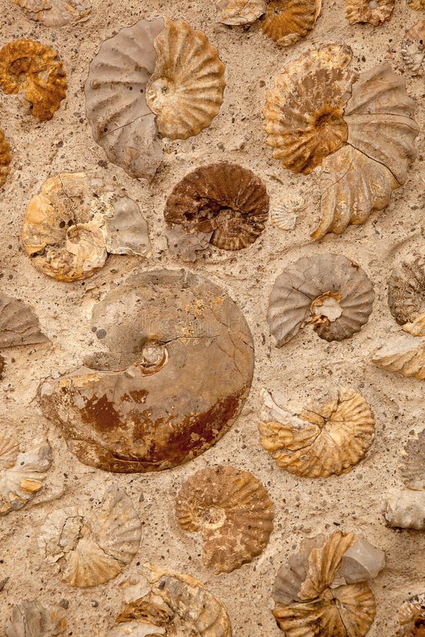 Ammonite background stock photo. Image of brown, background - 41021858