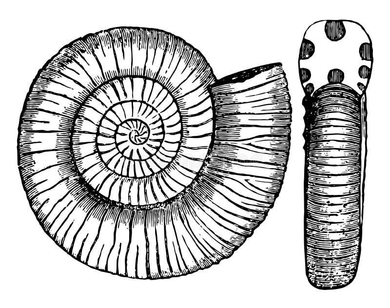 Ammonites Communis Stock Illustrations – 1 Ammonites Communis Stock ...
