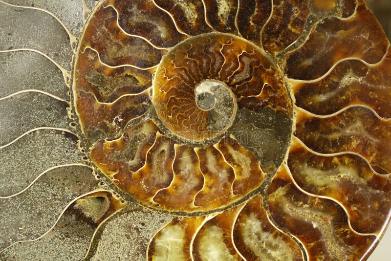 Ammonites are Extinct Subclass of Cuttlefish Stock Photo - Image of ...
