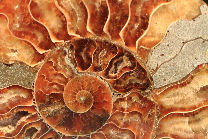 Ammonite Fossil Cross Section Stock Image - Image of decoration, detail ...