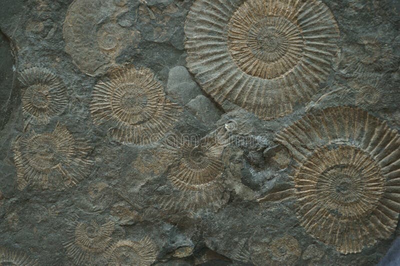 Ammonite fossil stock image. Image of cliff, morocco, helic - 2065807