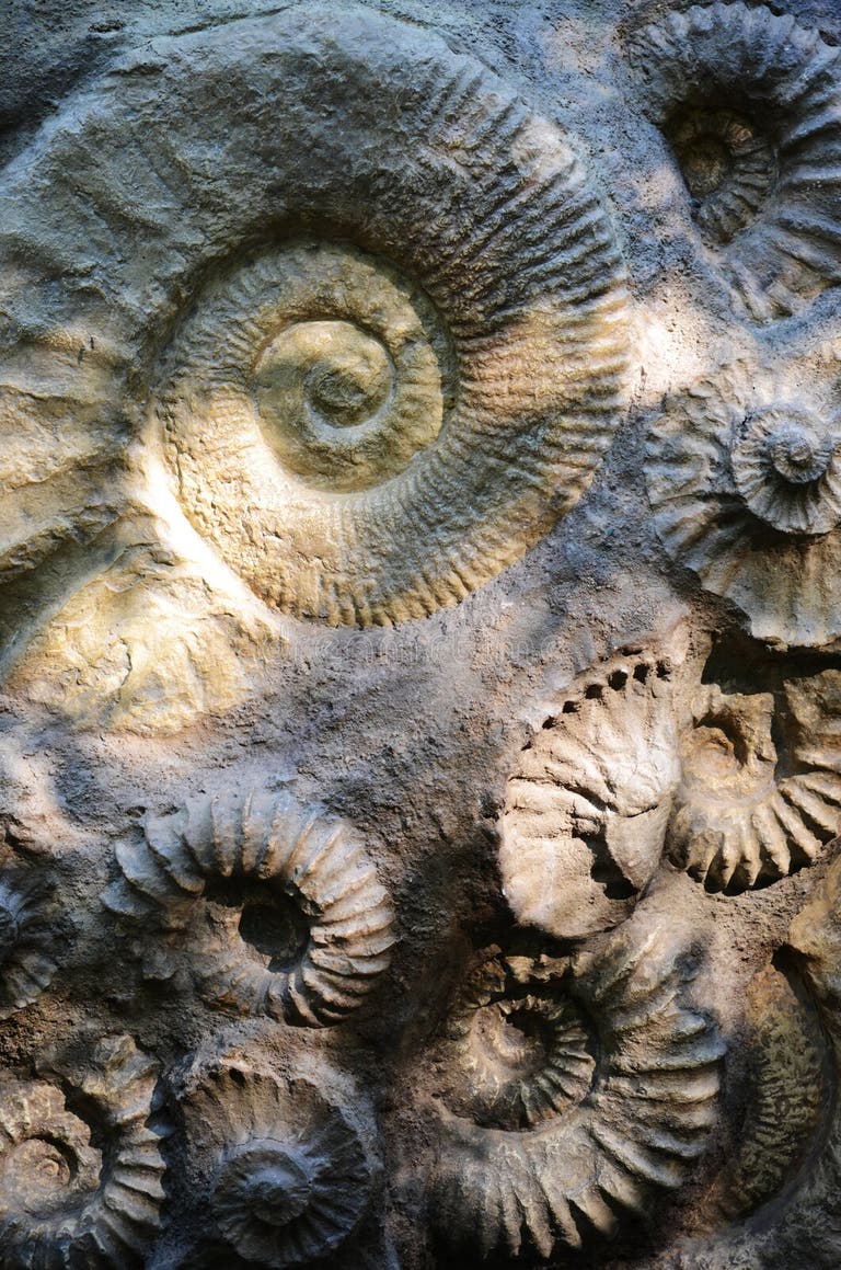 569 Ammonites Fossils Stock Photos - Free & Royalty-Free Stock Photos ...