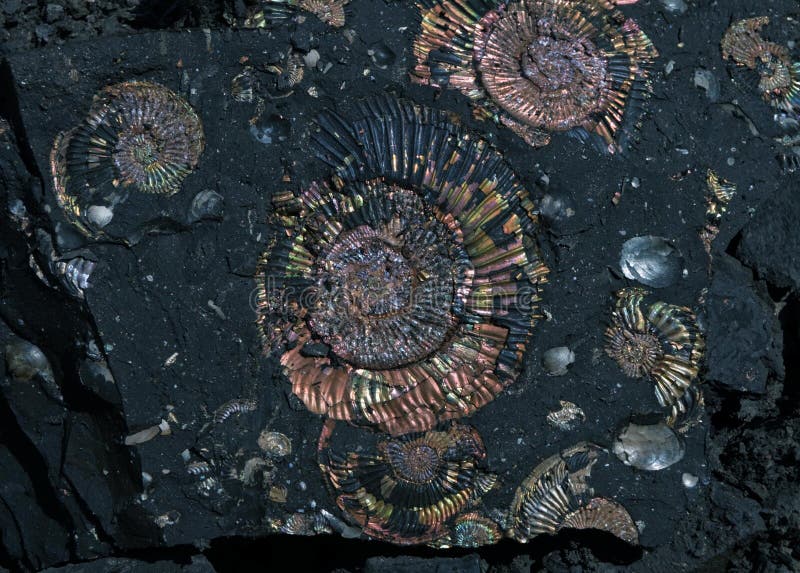 Ammonits stock photo. Image of geology, shells, wild - 33132396