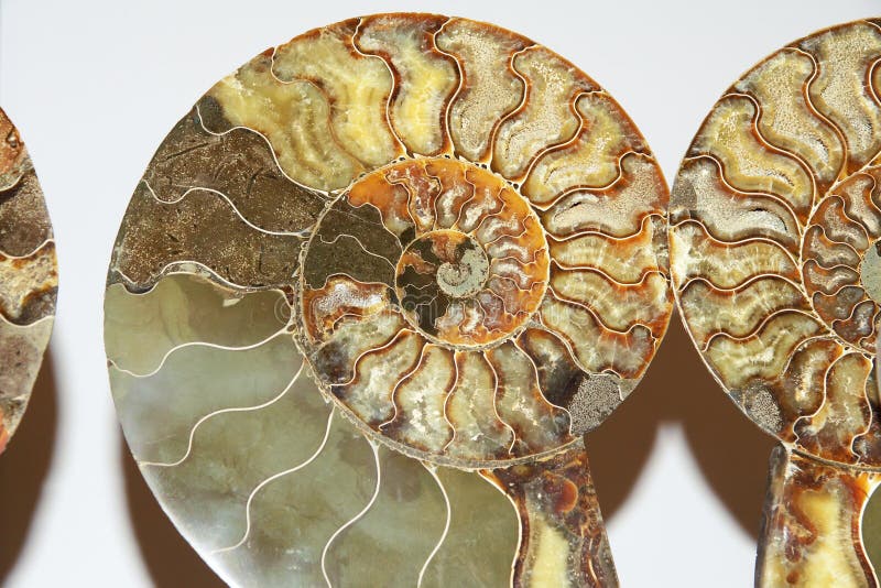 Ammonoid stock image. Image of shell, ammonite, natural - 27830491