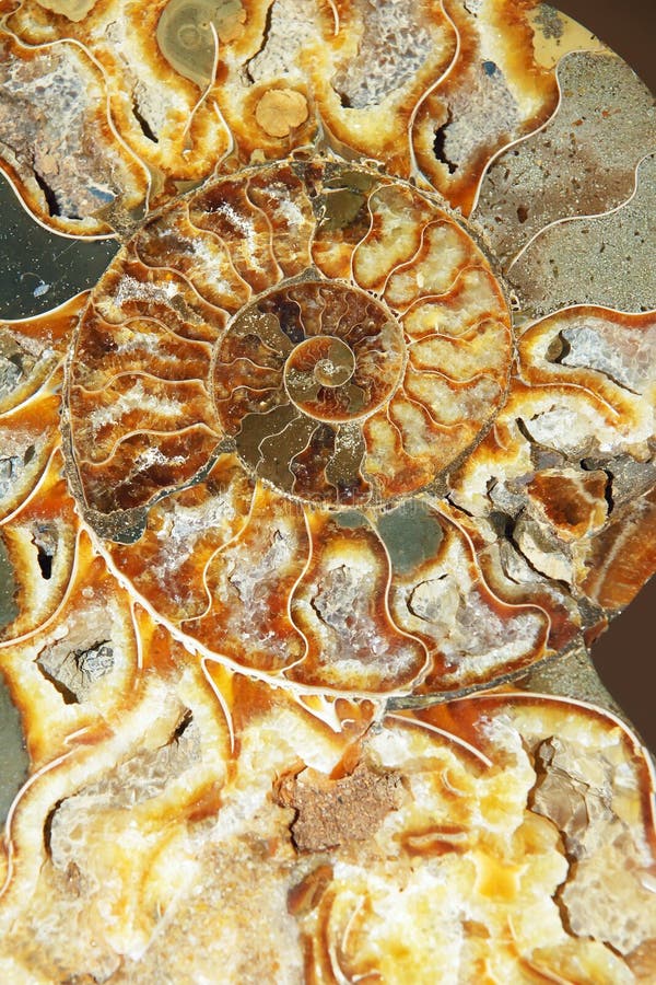 Ammonite Fossil Cross Section Stock Image - Image of decoration, detail ...