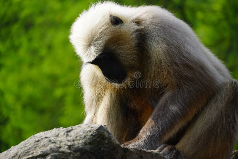 Black Amn Eating Chicken Stock Photos - Free & Royalty-Free Stock ...