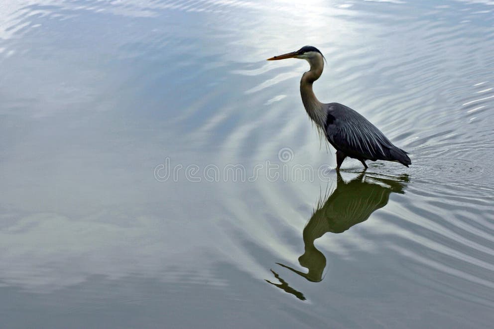 Amo de la soledad foto de archivo. Imagen de aviar, reflexiones - 156092