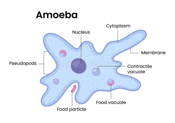 Vector Illustration of the Cellular Structure of the Amoeba. Stock ...