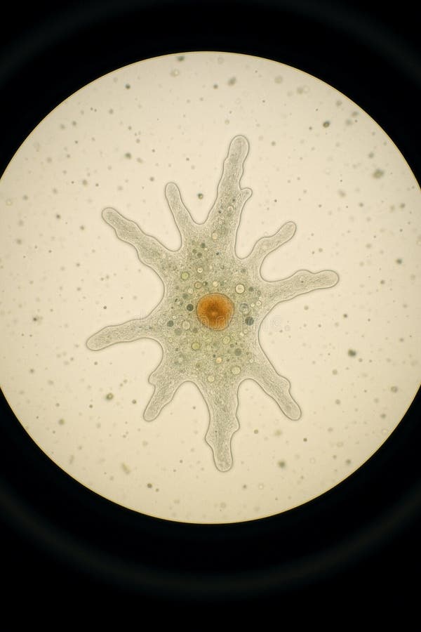 Amoeba with Central Nucleus Under Microscope Stock Illustration ...