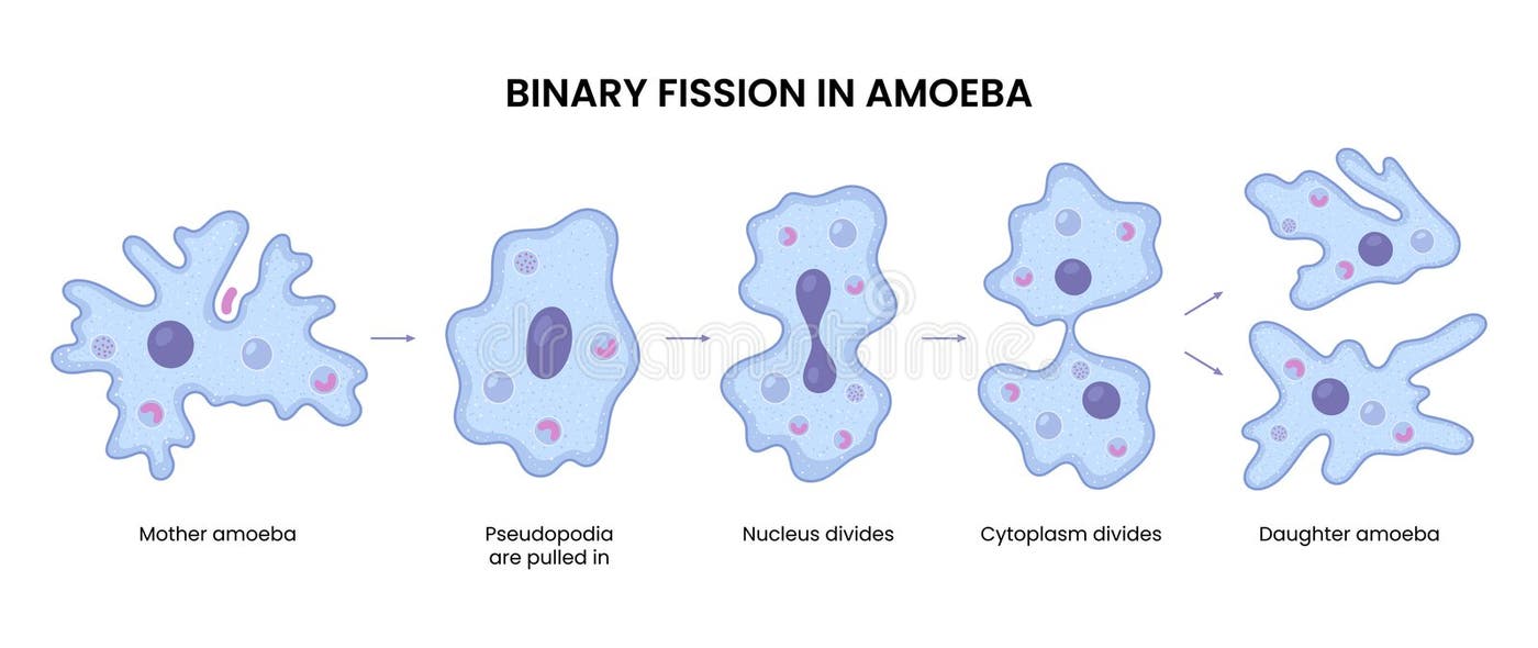 Amoeba Diagram Stock Illustrations – 468 Amoeba Diagram Stock ...