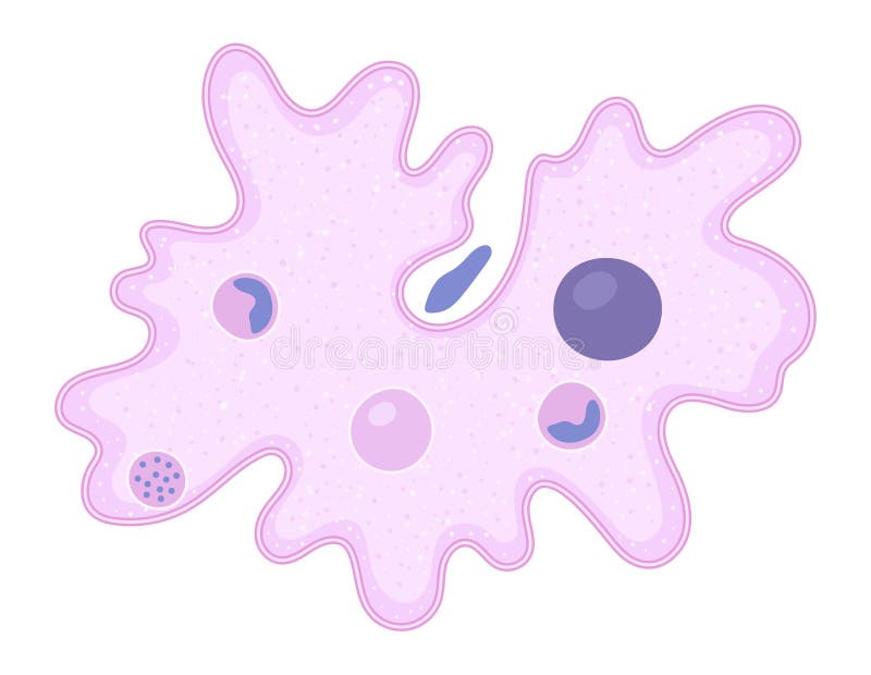 A Colorful Vector Illustration of Amoeba Cell Anatomy, Highlighting Its ...