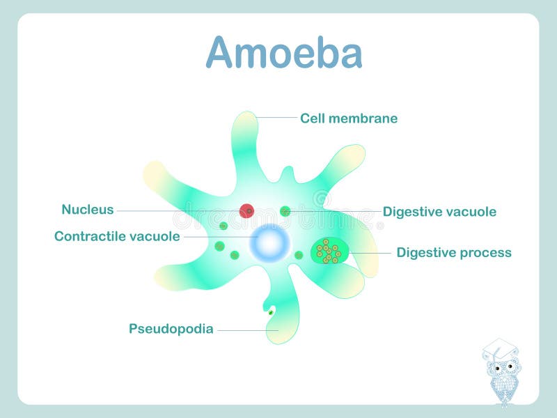 Amoeba Scheme for School Education Stock Vector - Illustration of ...
