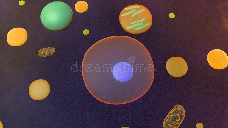 Amoeba Unicellular Organism 3d Illustration. Eukaryotic Organisms Stock ...