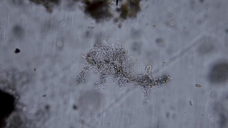 Amoebae Microbiology Under the Microscope. Stock Footage - Video of ...