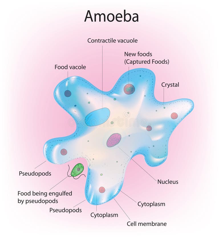Amoeba Diagram Stock Illustrations – 254 Amoeba Diagram Stock ...