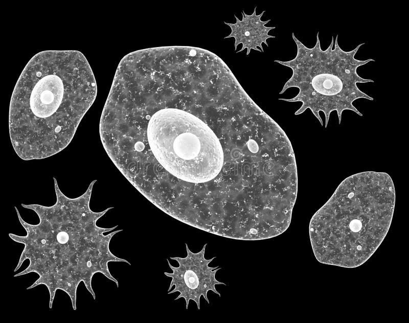 Amoebas, Pathogenic Bacterias or Viruses Stock Illustration ...