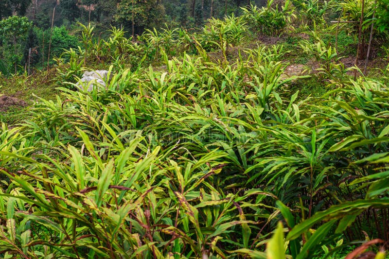 Amomum Subulatum Known As Large Cardamom Stock Photo - Image of growing ...