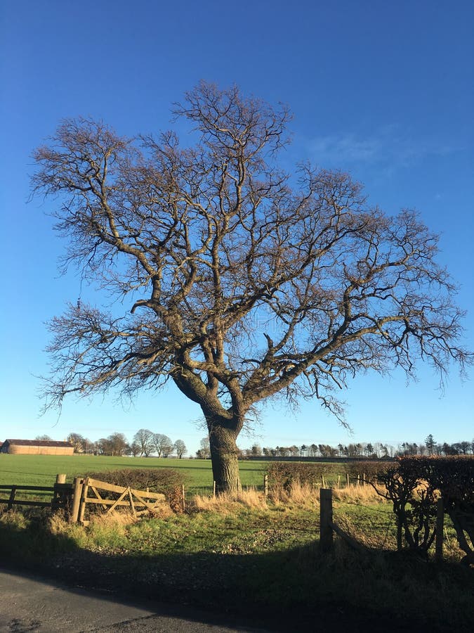 Lone oak tree stock image. Image of finest, tree, nature - 214283717