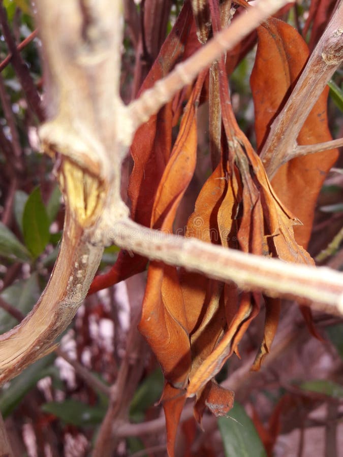 A burnt leaf dying stock image. Image of burnt, leaf - 43346873