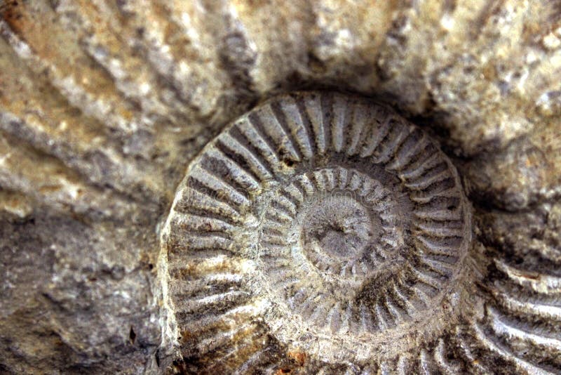 981 Amonitas Fotos - Libres de Derechos y Gratuitas de Dreamstime