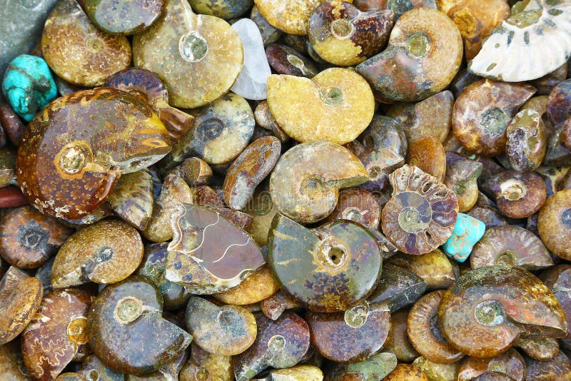 981 Amonitas Fotos - Libres de Derechos y Gratuitas de Dreamstime