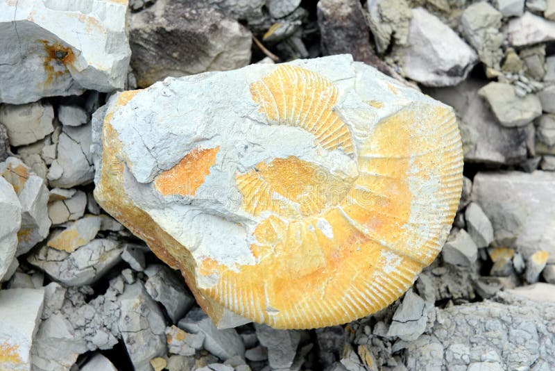 Amonite Fossil in Limestone. Stock Image - Image of geologist, amonite ...