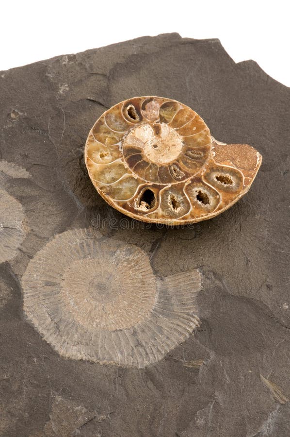 Amonites foto de stock. Imagem de bobina, redondo, amonites - 5128052