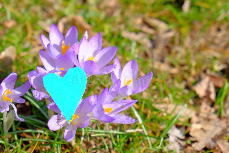 Amor de la primavera imagen de archivo. Imagen de fondo - 38622673