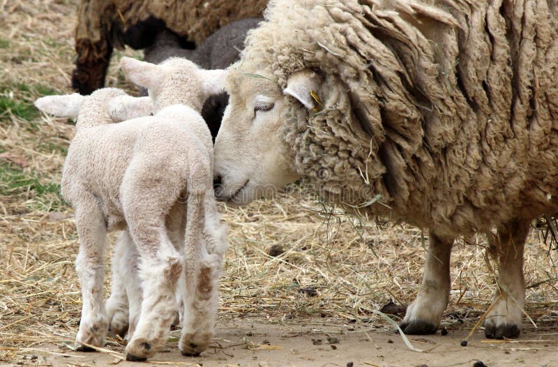 Gemelos Recién Nacidos Del Cordero Con La Madre Imagen de archivo ...