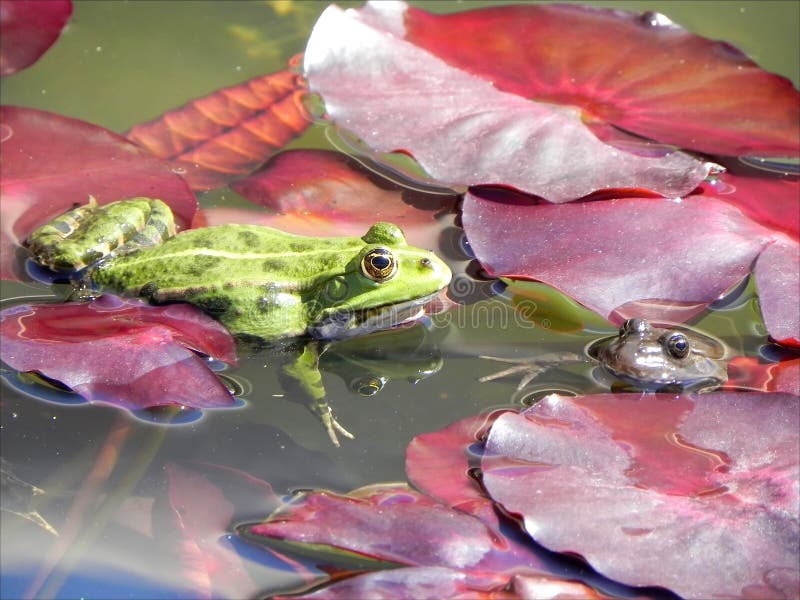 Amor del Froggy imagen de archivo. Imagen de resorte - 30605463